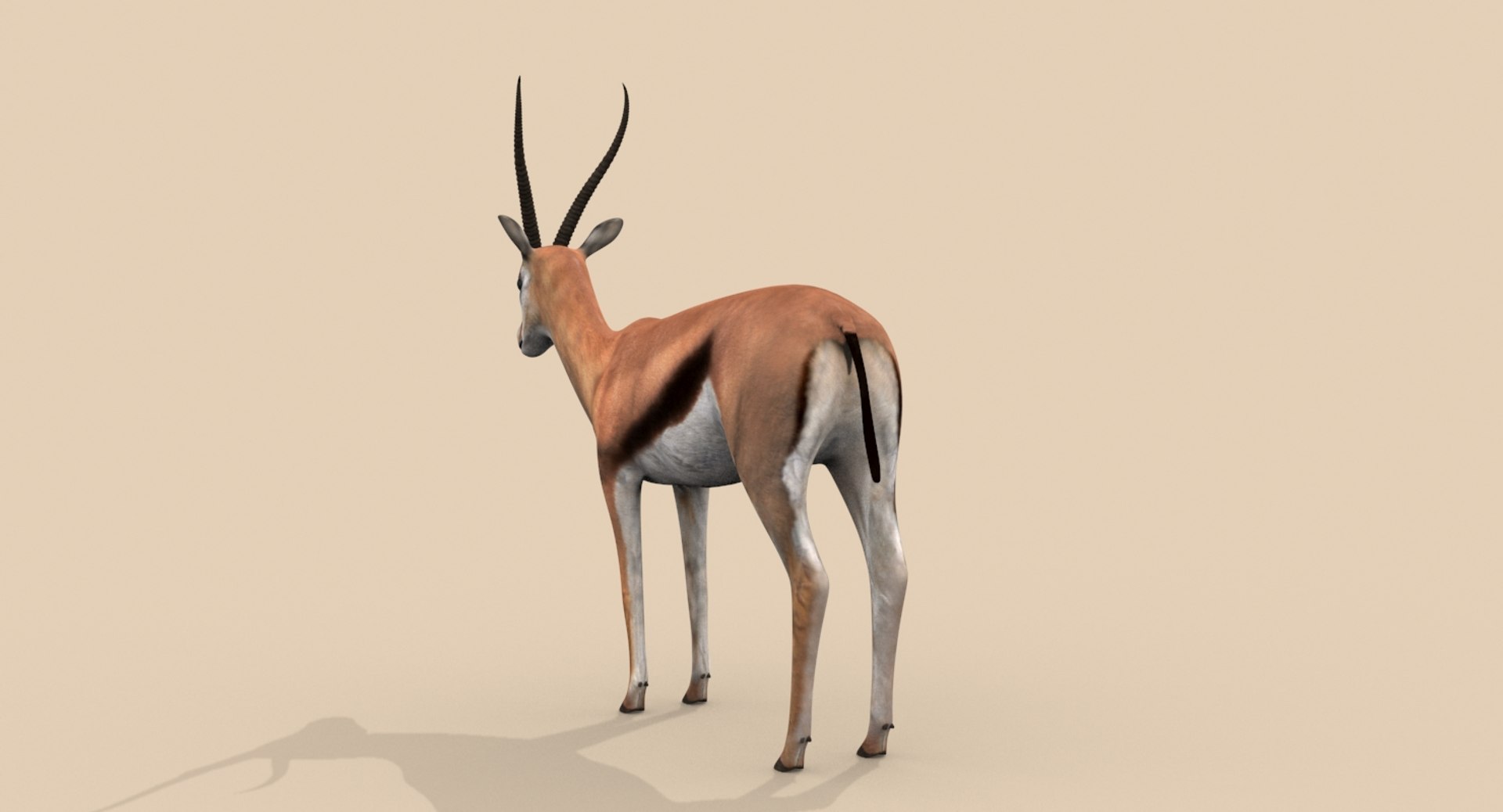 3D Gazelle Animation Rig Model - TurboSquid 1439008
