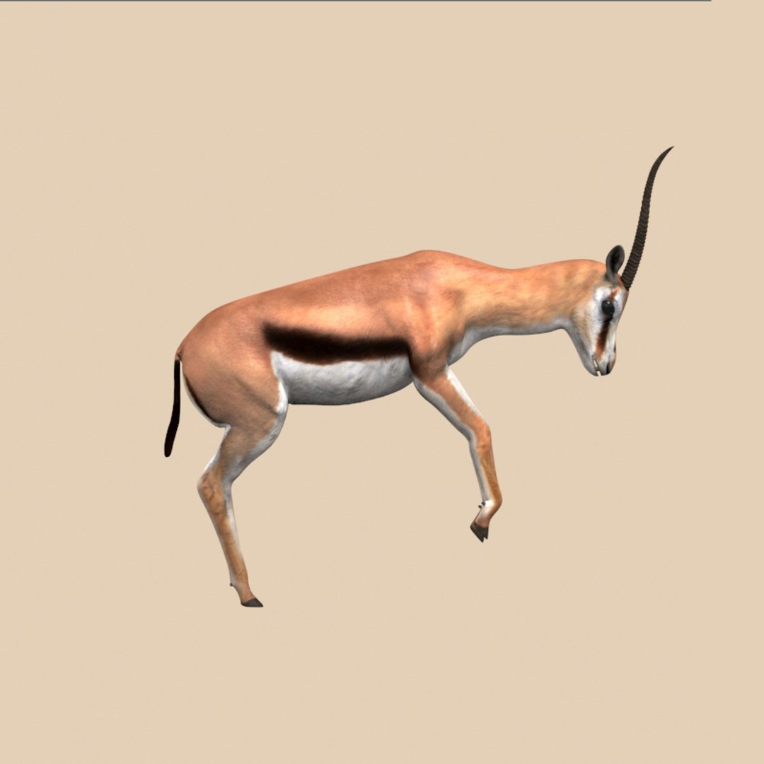 3D gazelle animation rig model - TurboSquid 1439008
