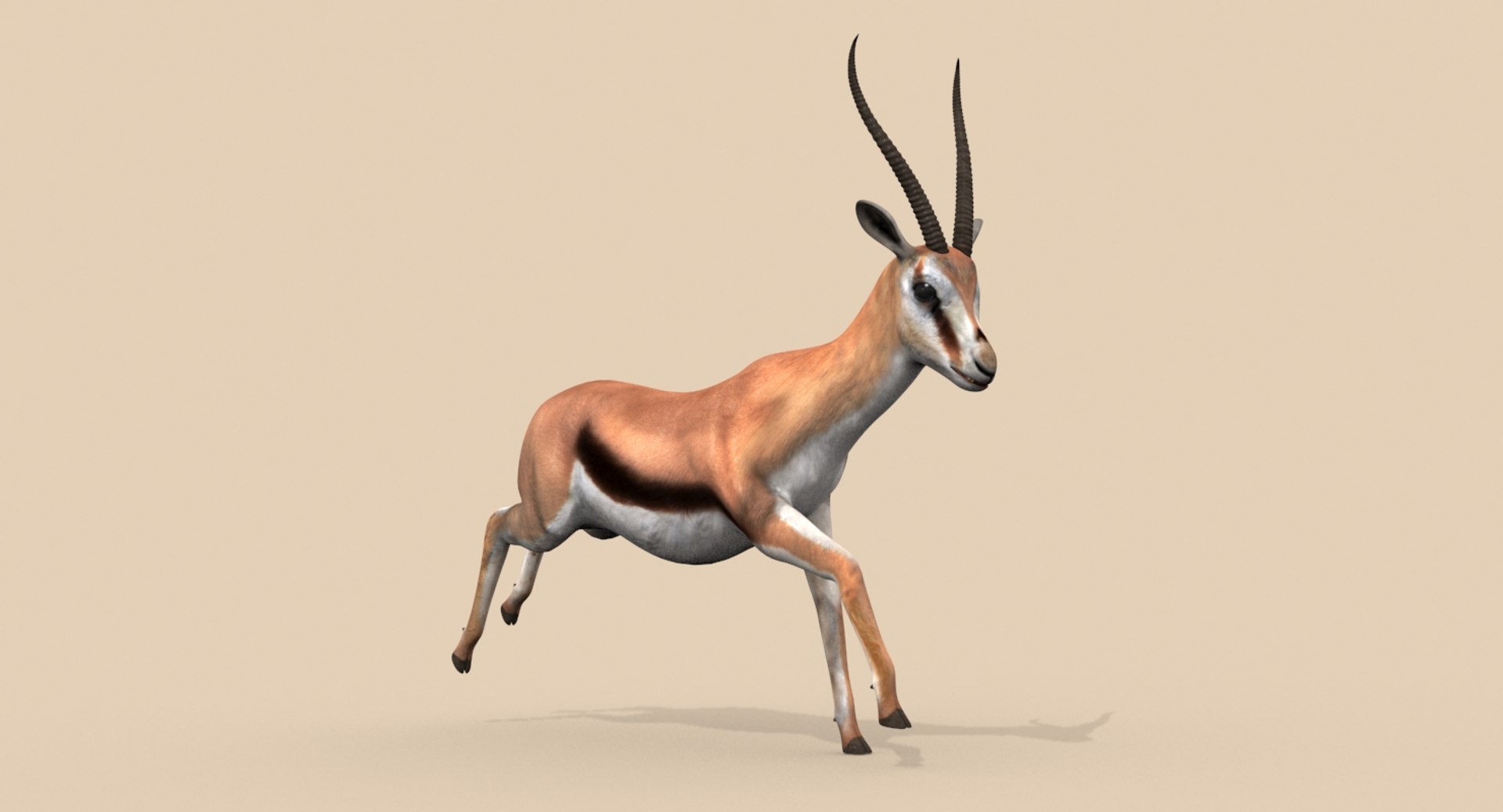 3D gazelle animation rig model - TurboSquid 1439008