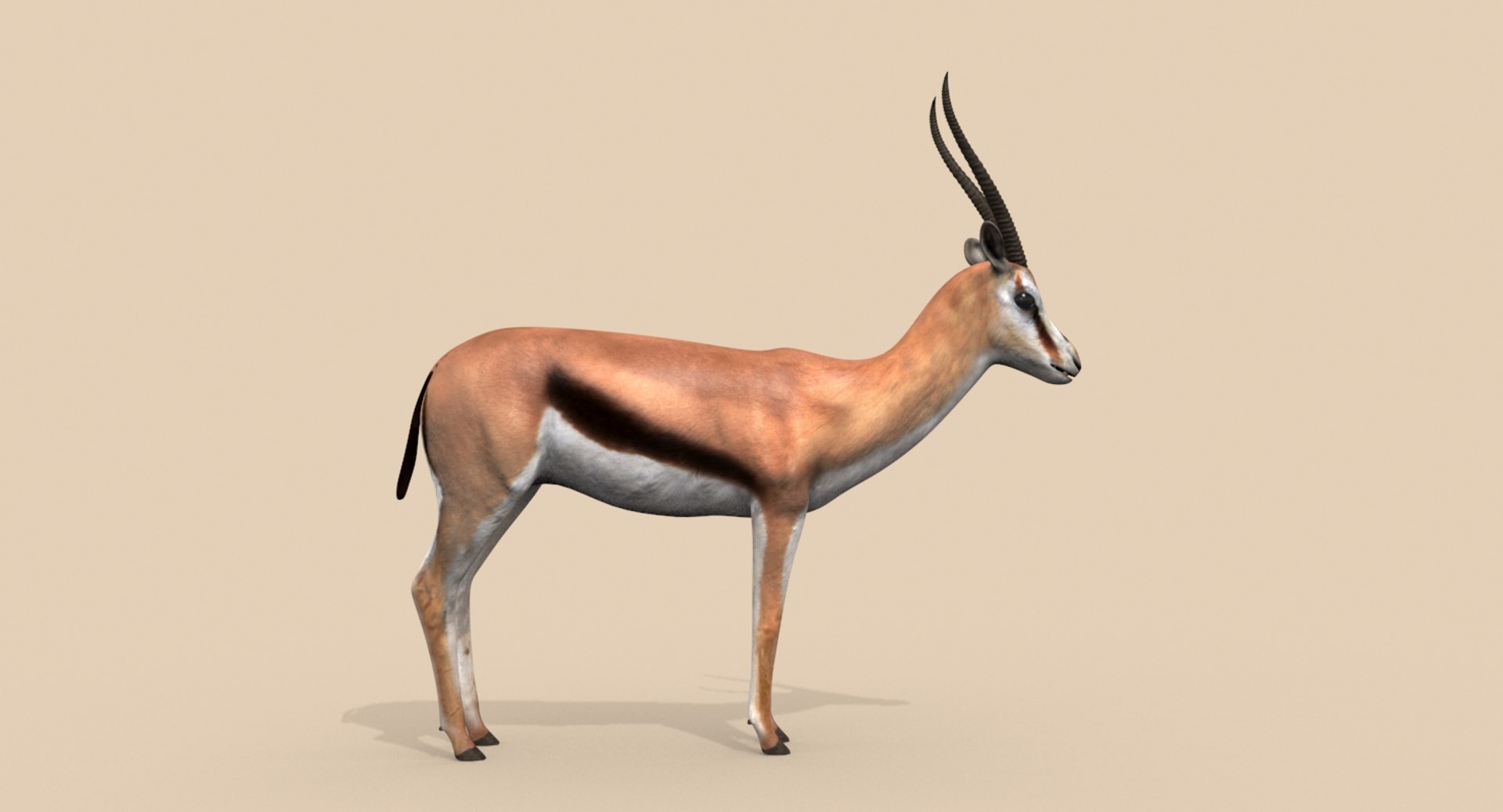 3D Gazelle Animation Rig Model - TurboSquid 1439008