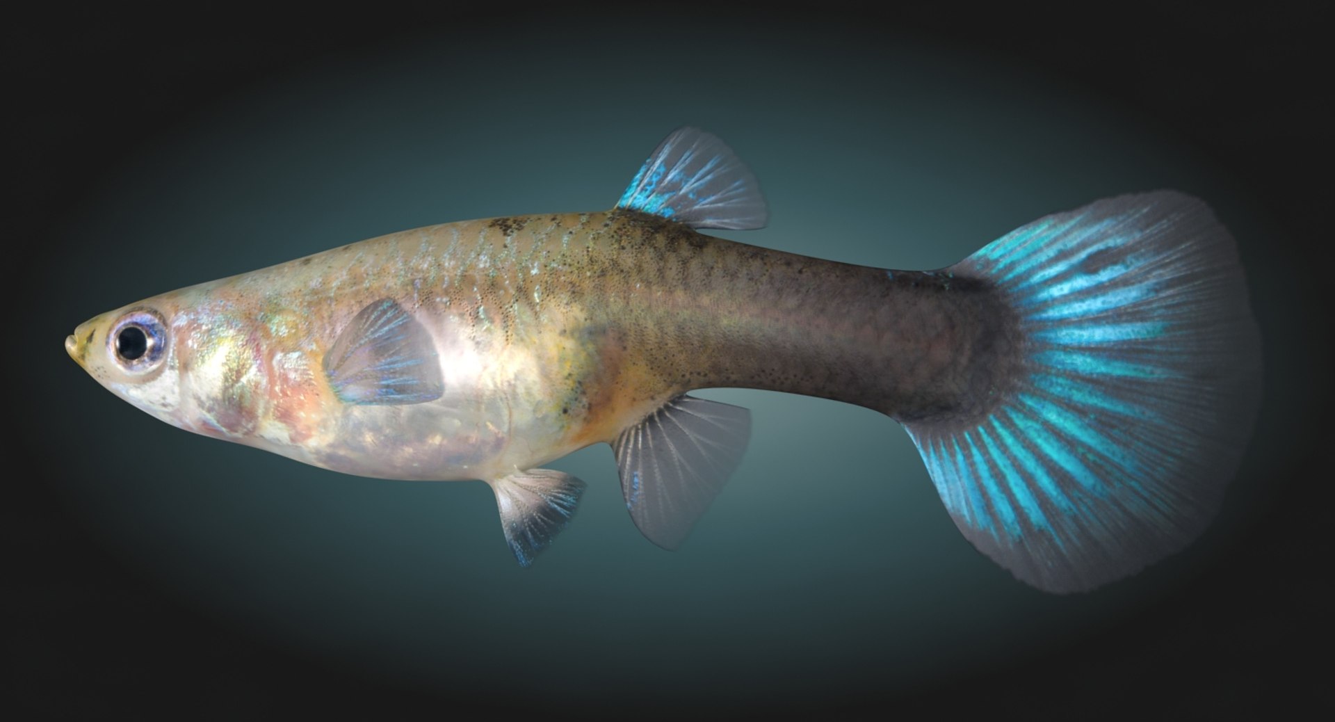 Male female guppy 3D model - TurboSquid 1189554