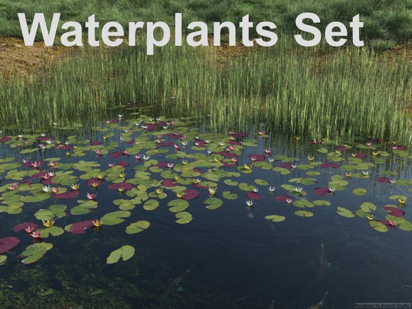 water lily animation 3d model