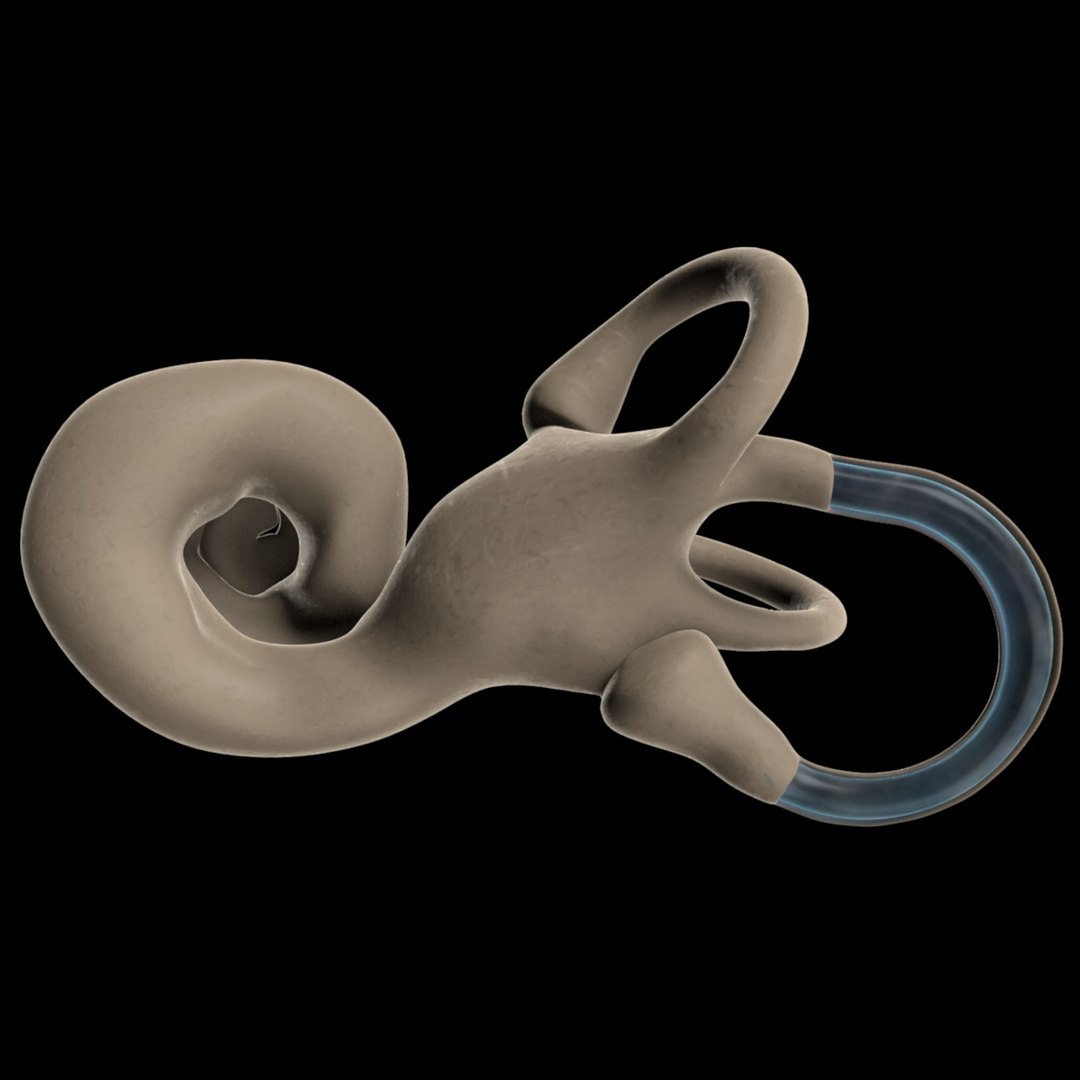 C4d Inner Ear Labyrinth