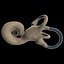 C4d Inner Ear Labyrinth