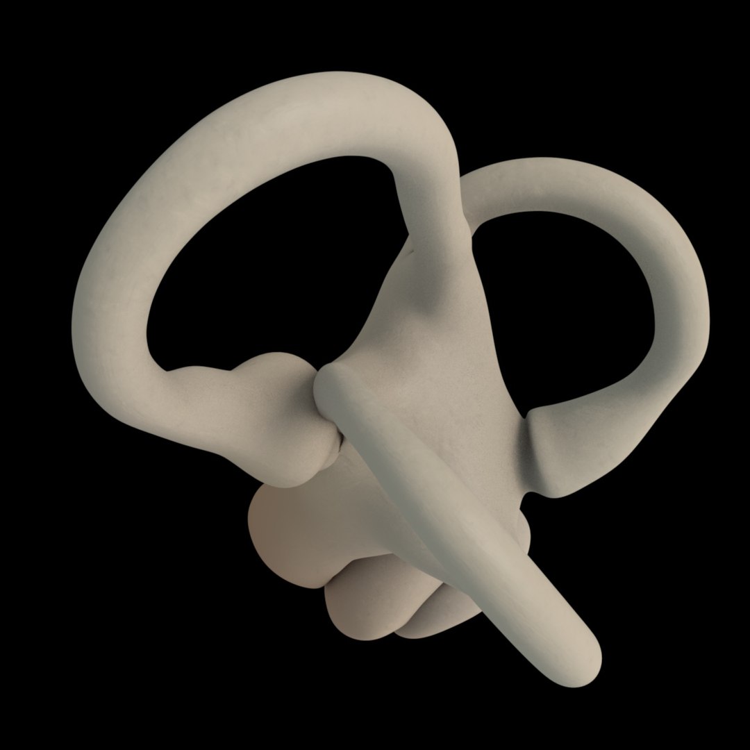 C4d Inner Ear Labyrinth