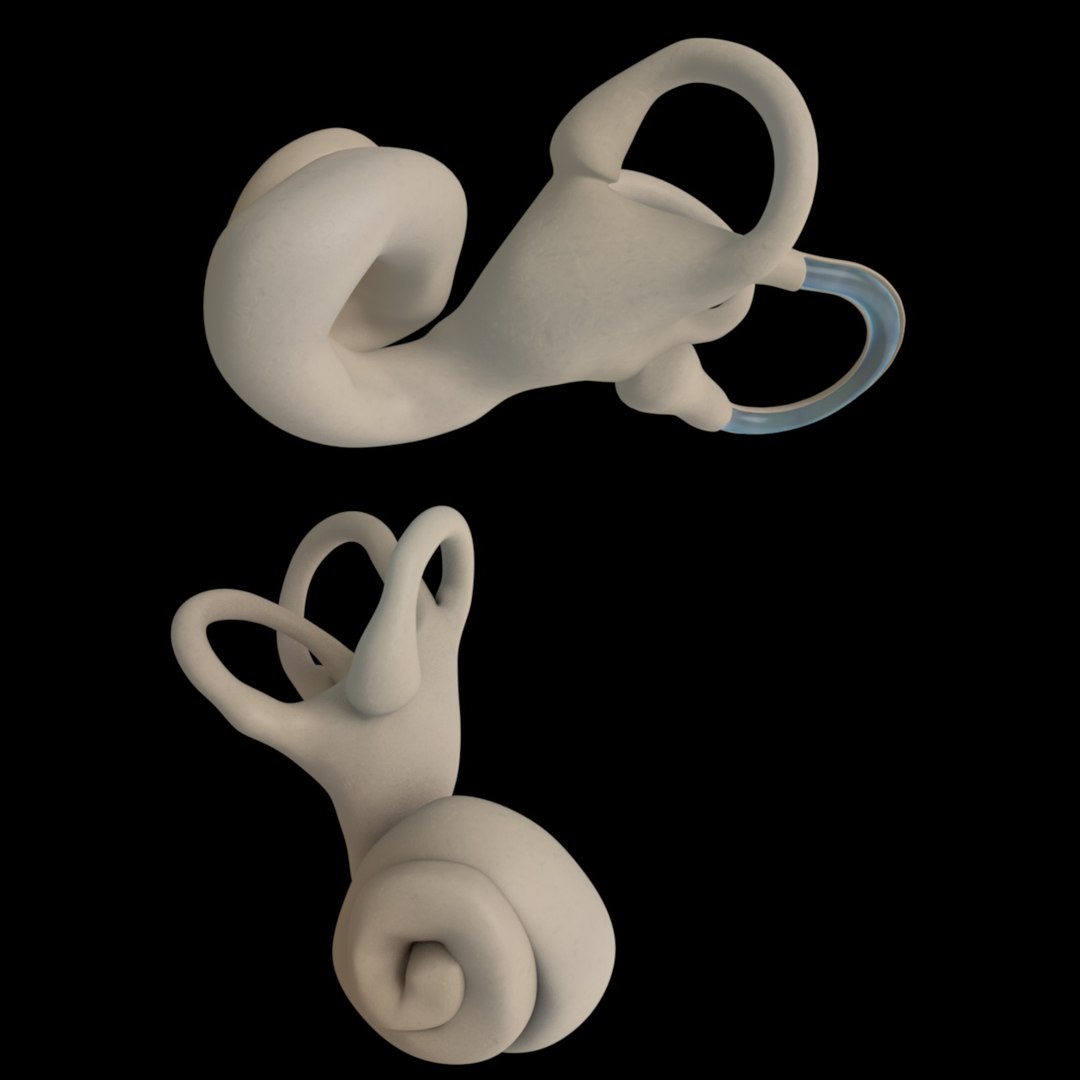C4d Inner Ear Labyrinth