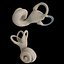 C4d Inner Ear Labyrinth