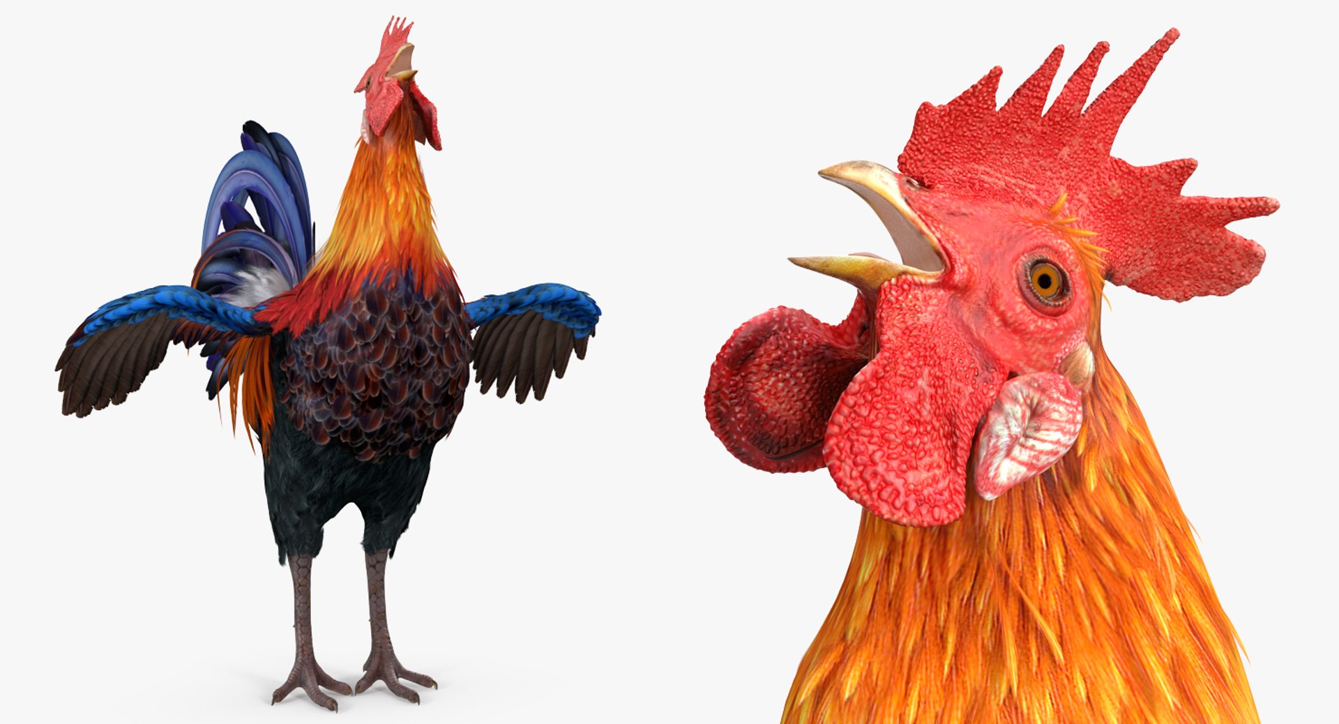 3d Rooster Rigged