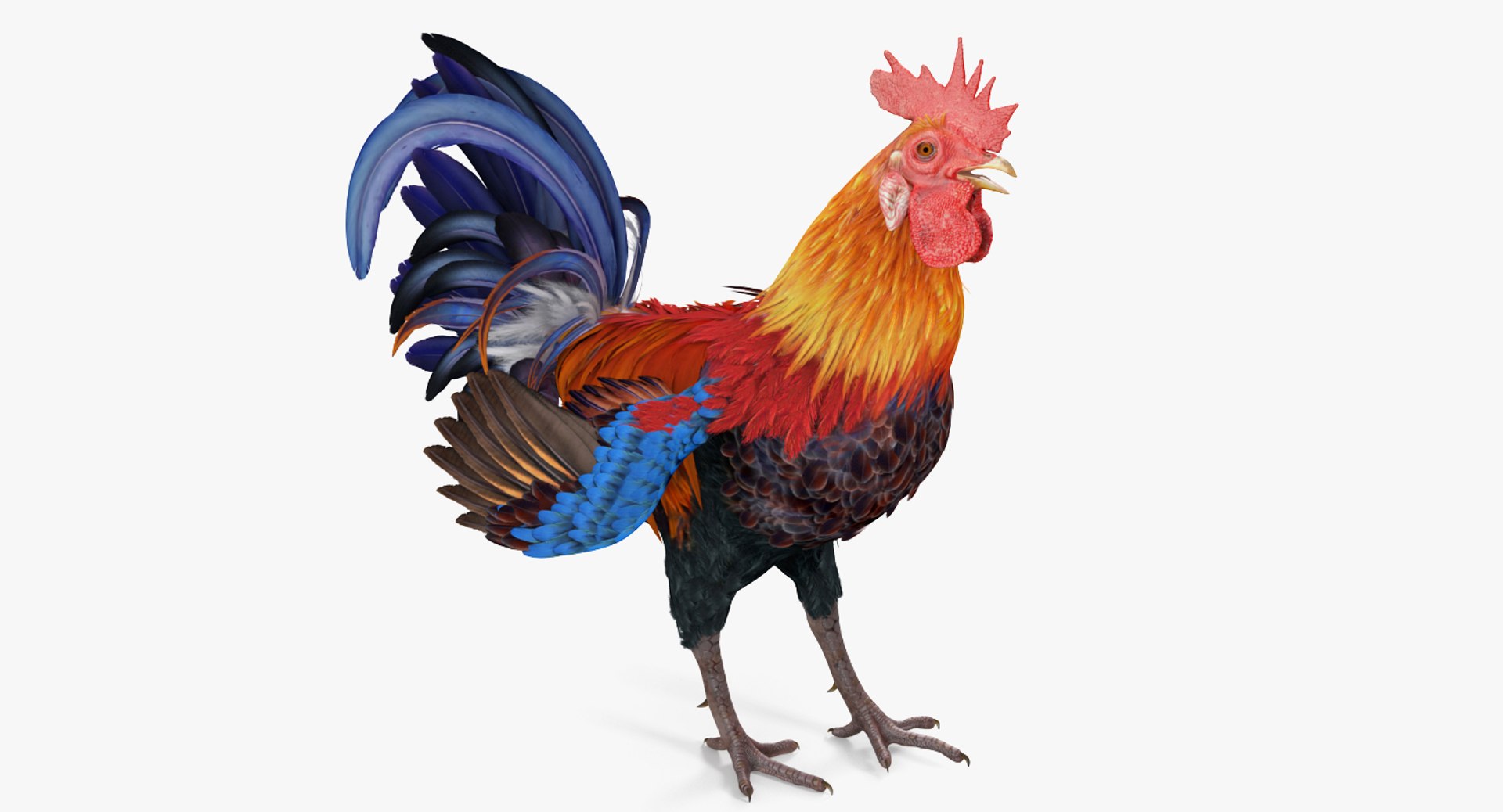 3d Rooster Rigged