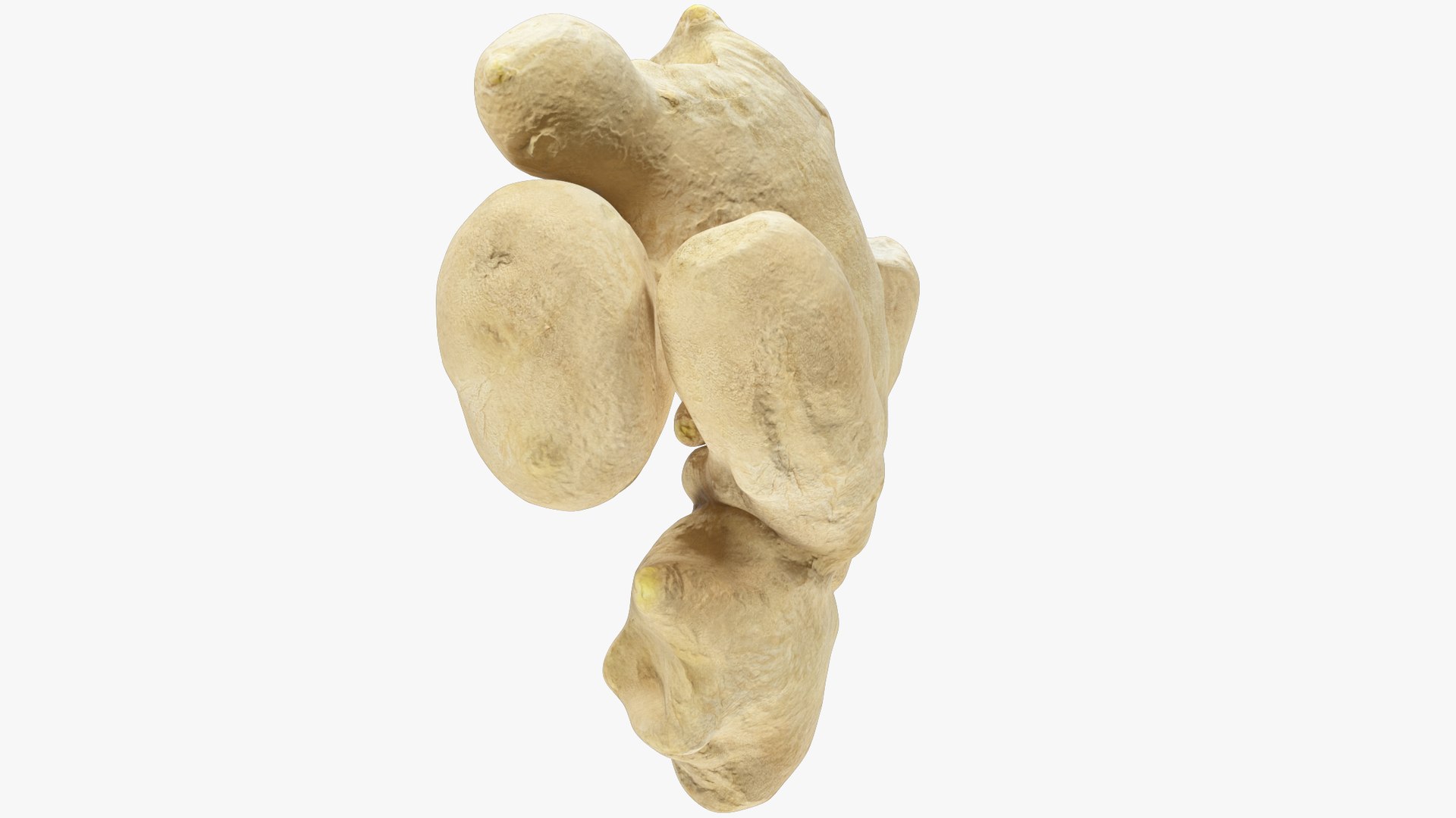 3D Ginger V1 - TurboSquid 2189047