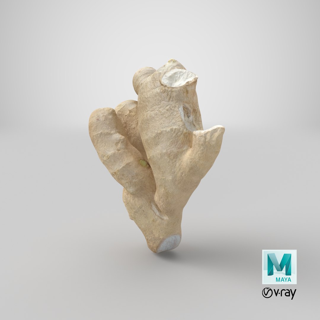 3D Ginger V1 - TurboSquid 2189047