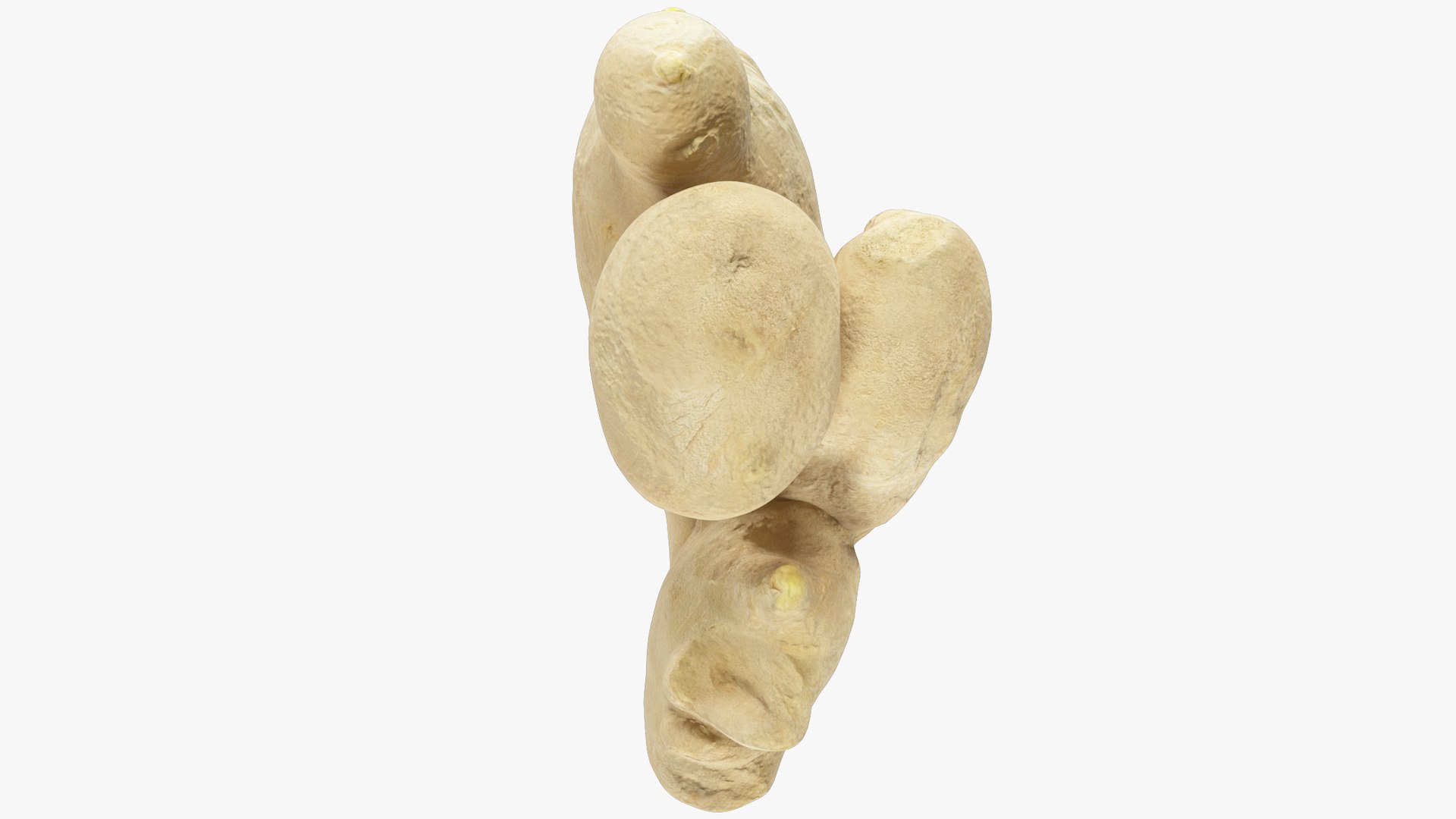 3D Ginger V1 - TurboSquid 2189047