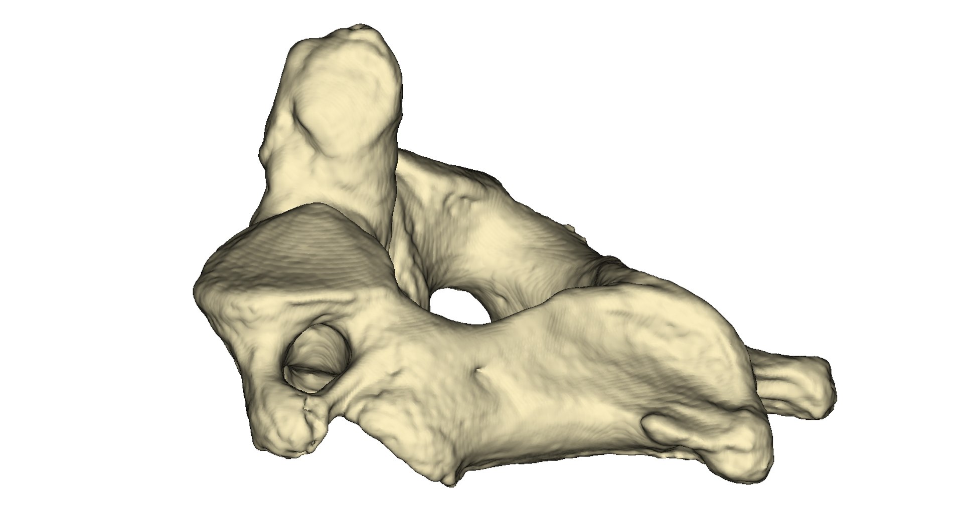 3ds Max Human Vertebra C2 Axis