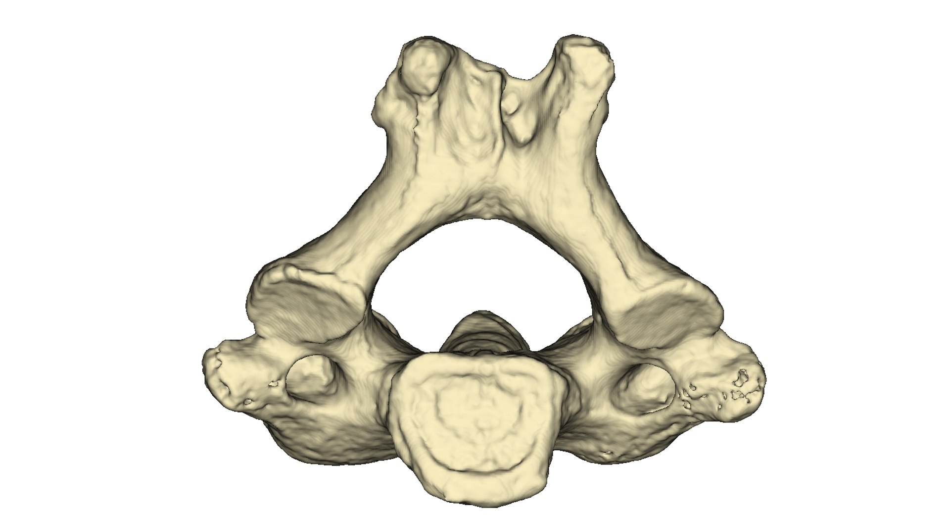 3ds Max Human Vertebra C2 Axis