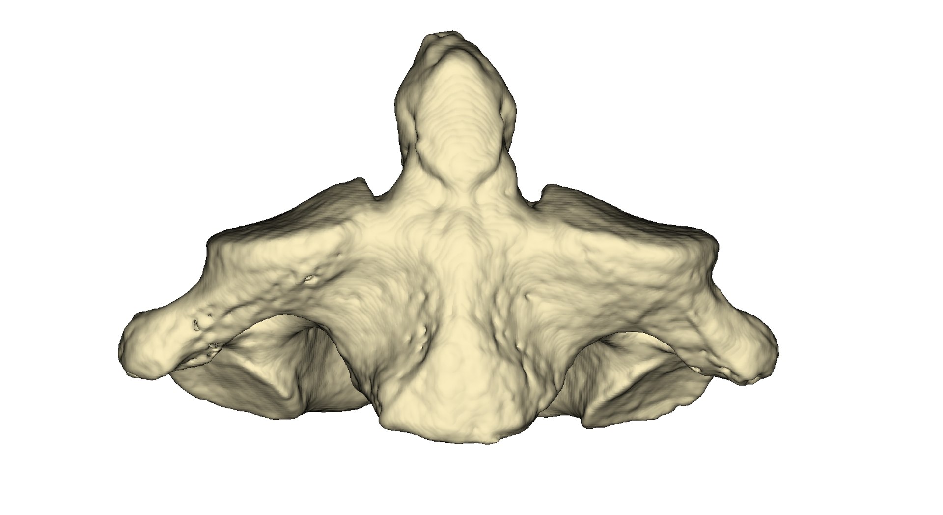 3ds Max Human Vertebra C2 Axis