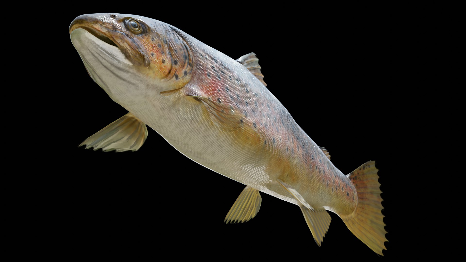 3D Model Brown Trout - TurboSquid 1938036