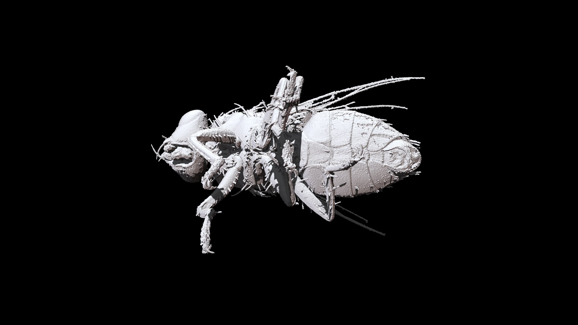 3D Model Fly CT Scan - TurboSquid 1744058