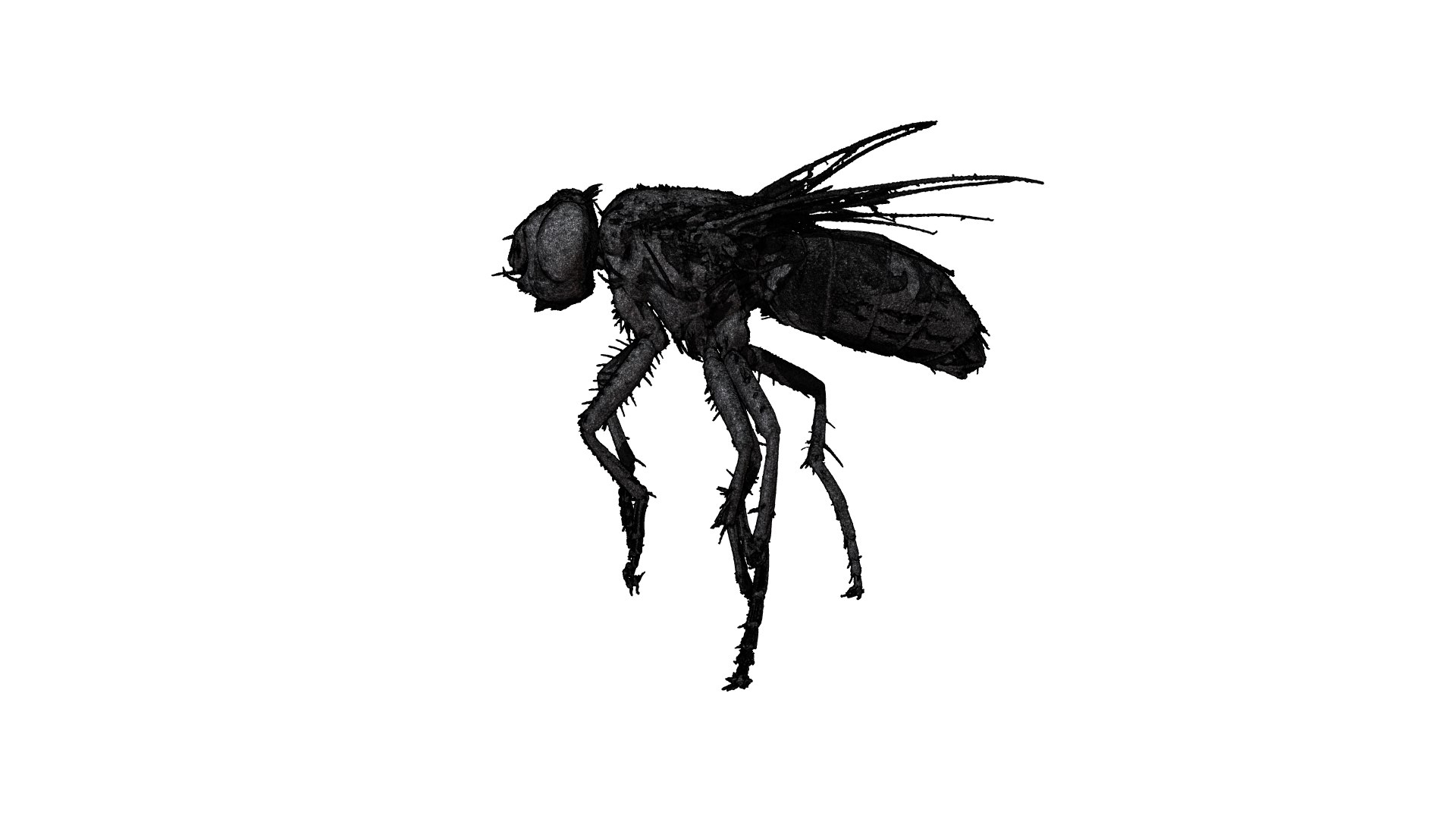 3D Model Fly CT Scan - TurboSquid 1744058