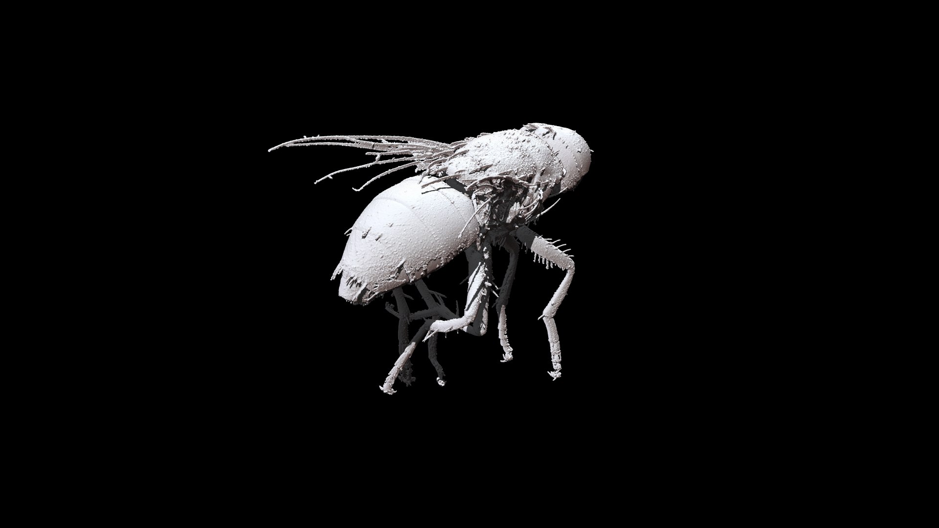 3D Model Fly CT Scan - TurboSquid 1744058