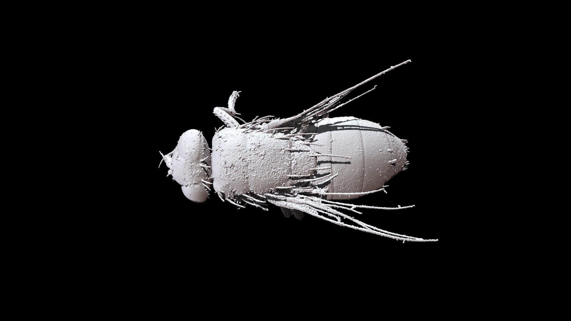 3D Model Fly CT Scan - TurboSquid 1744058