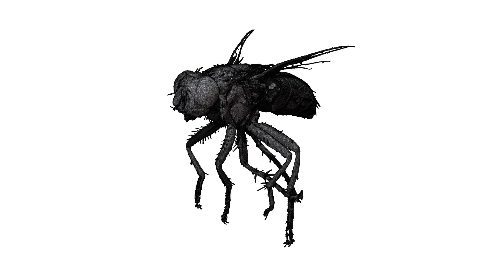 3D Model Fly CT Scan - TurboSquid 1744058