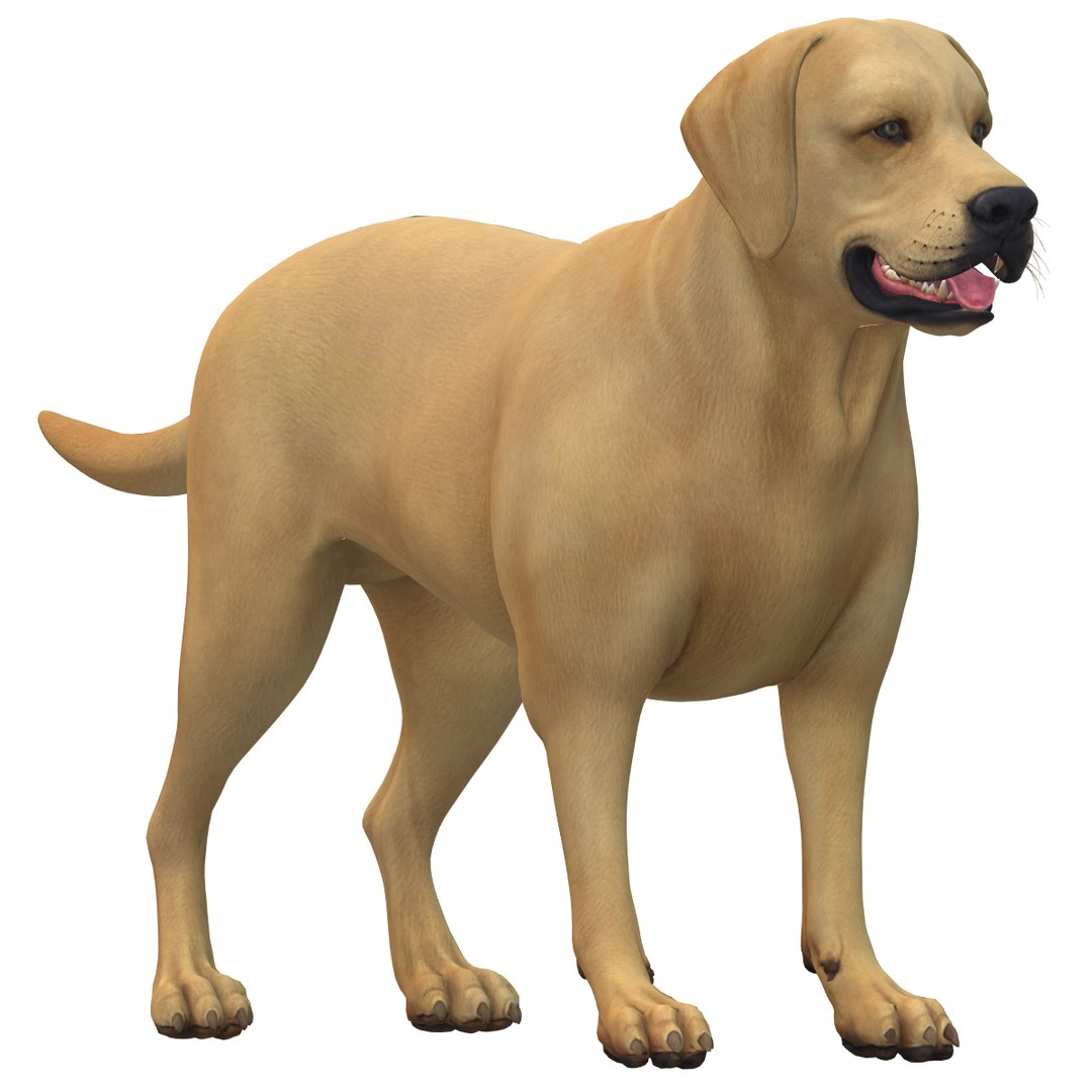 Labrador Retriever 3D Model - TurboSquid 2305643