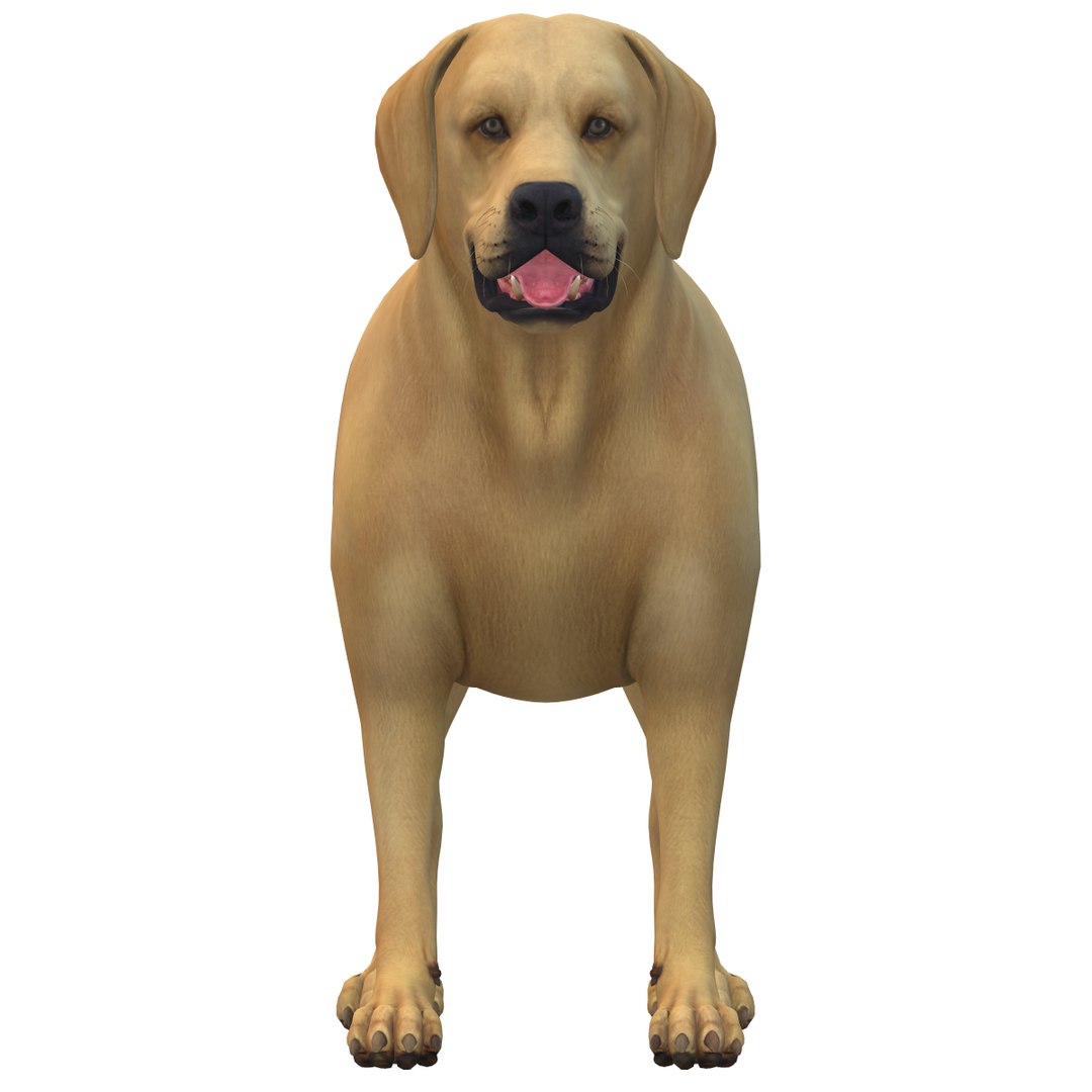 Labrador Retriever 3D Model - TurboSquid 2305643