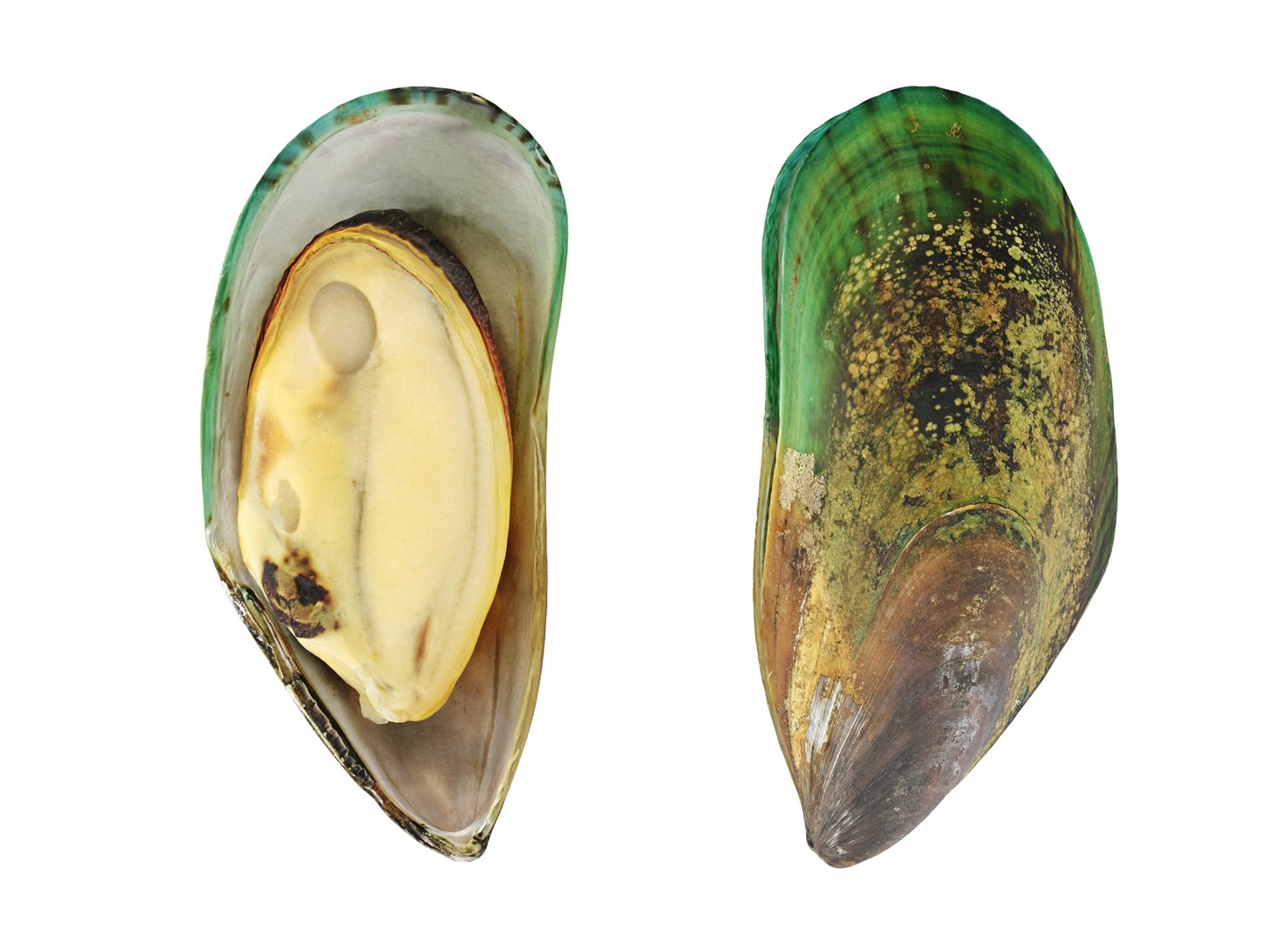 3D Mussel Green Shell - TurboSquid 2103009
