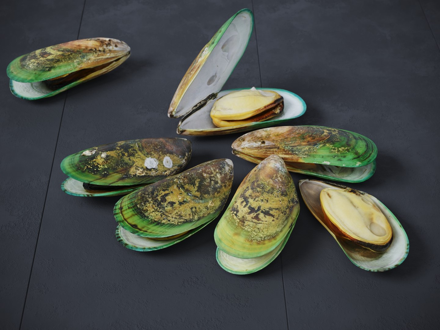 3D Mussel Green Shell - TurboSquid 2103009