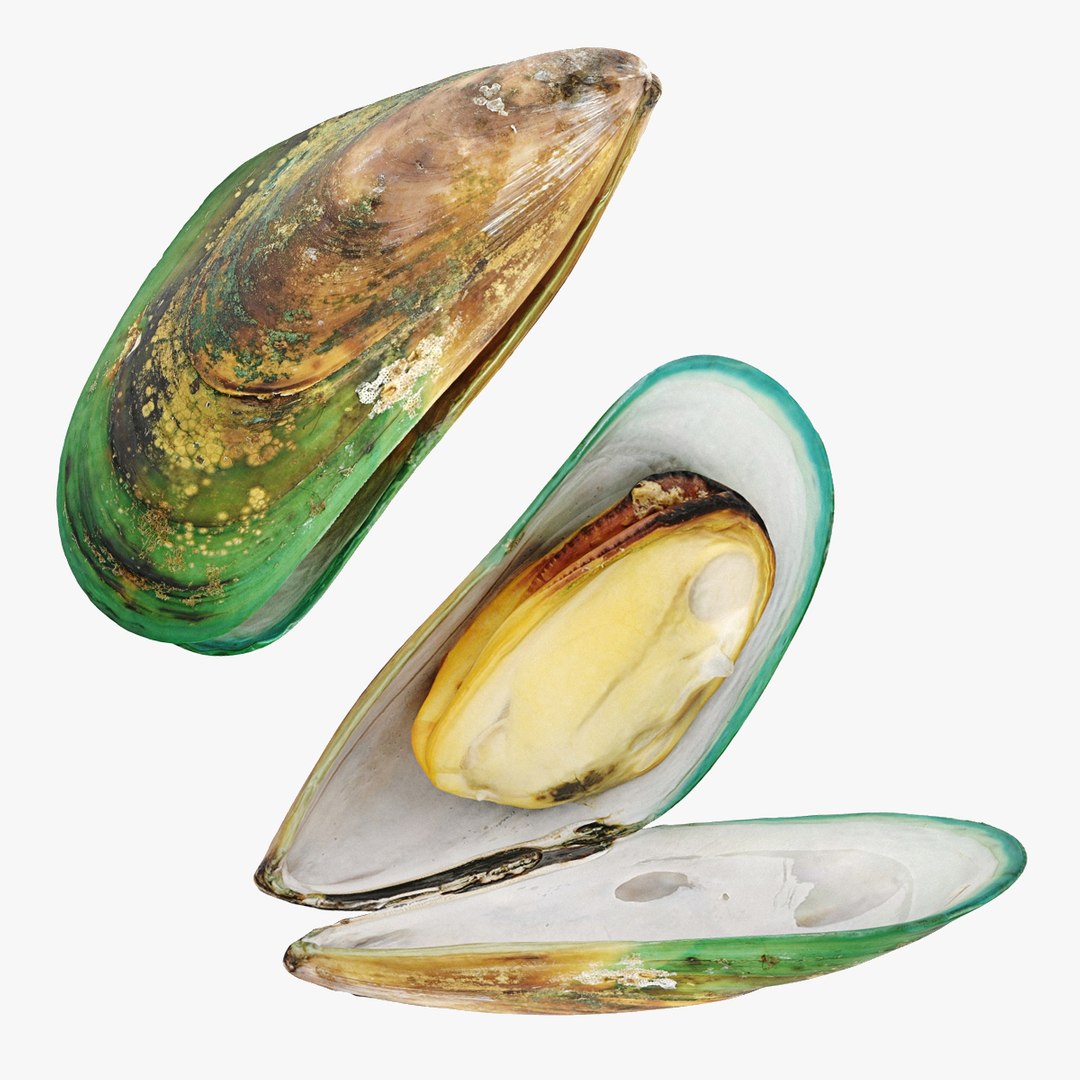 3D Mussel Green Shell - TurboSquid 2103009