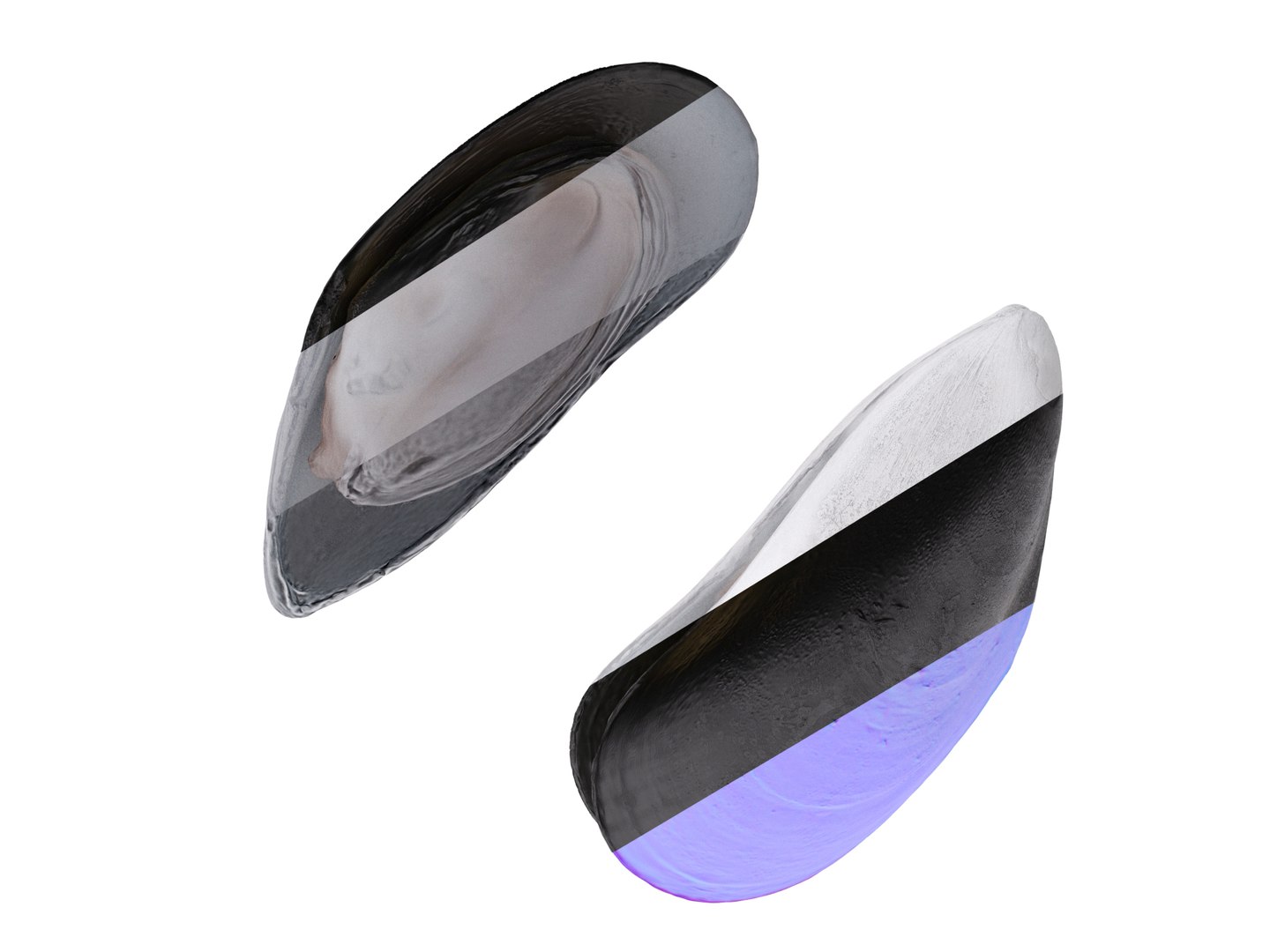 3D Mussel Green Shell - TurboSquid 2103009