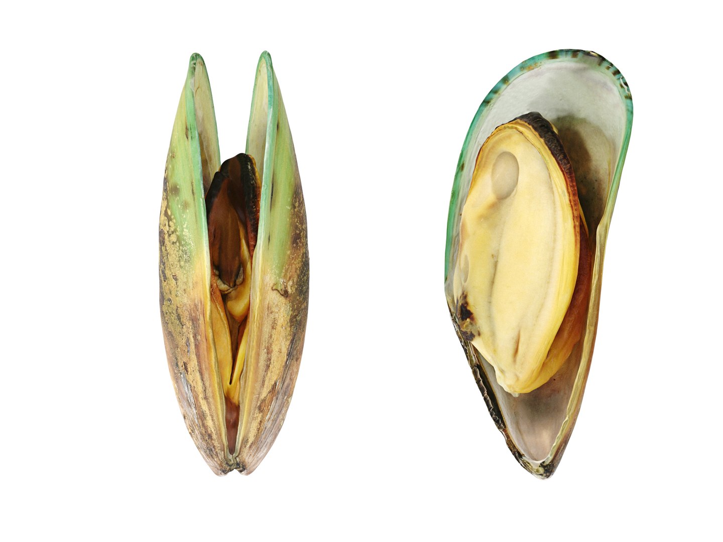 3D Mussel Green Shell - TurboSquid 2103009