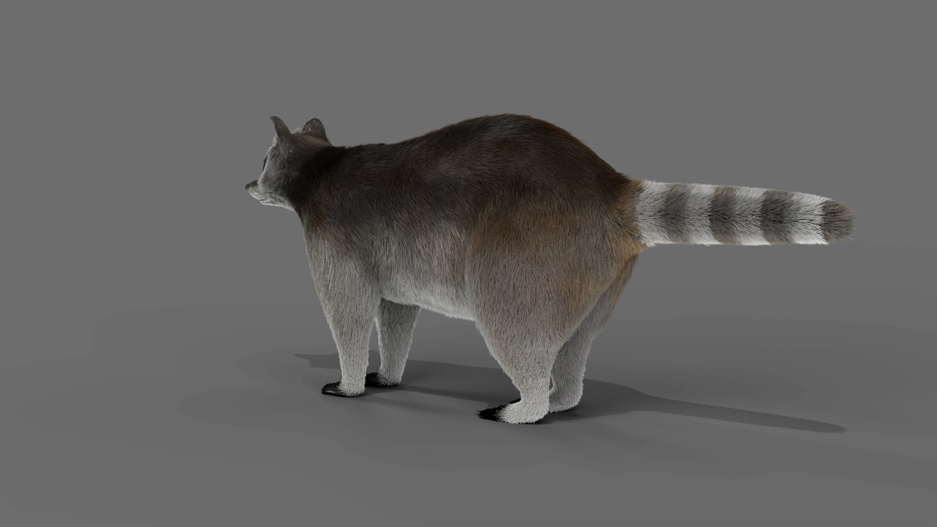 Fur Raccoon Grey Rigged In Blender 3D Model - TurboSquid 1971869