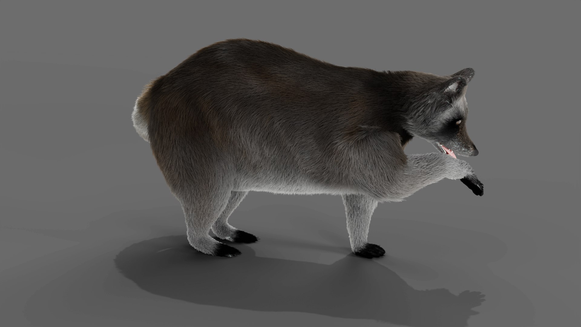 Fur Raccoon Grey Rigged In Blender 3D Model - TurboSquid 1971869