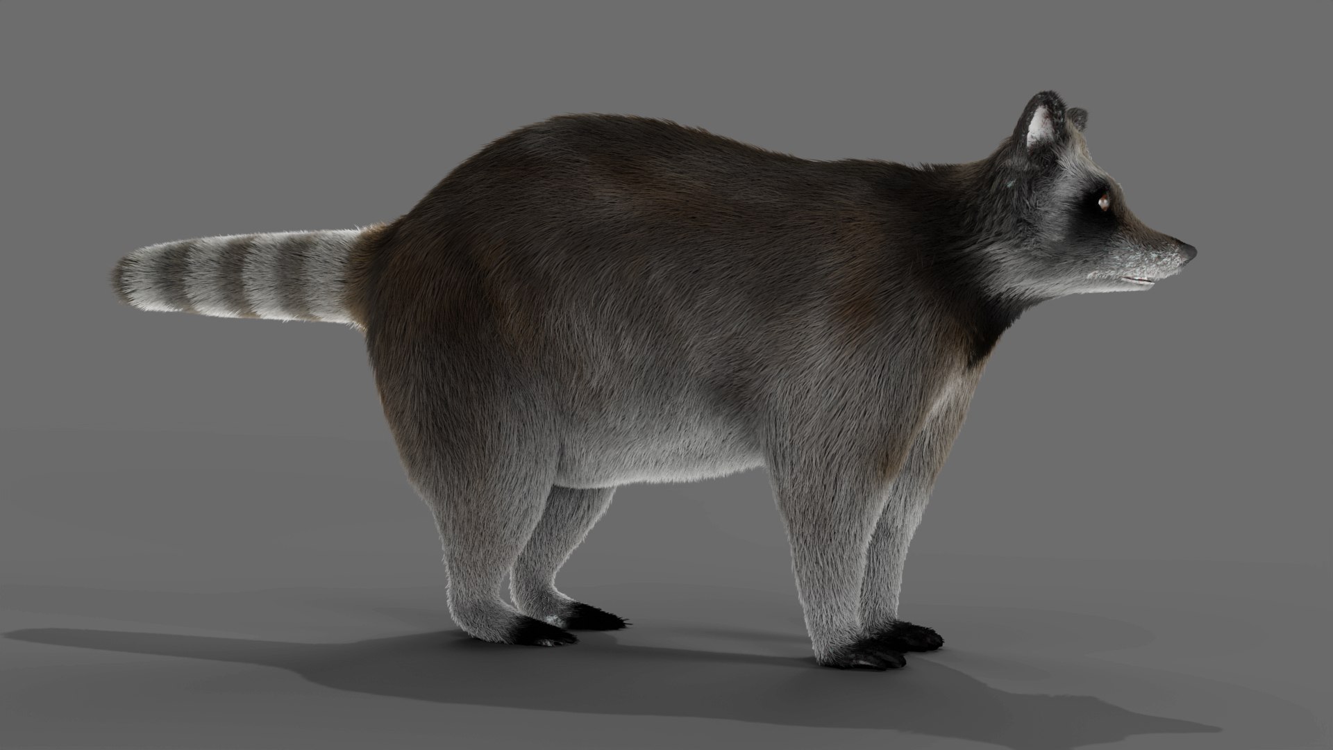 Fur Raccoon Grey Rigged In Blender 3D Model - TurboSquid 1971869