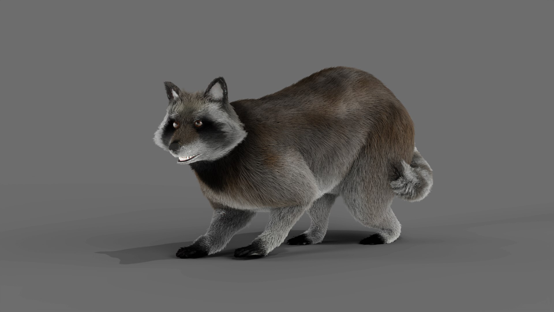 Fur Raccoon Grey Rigged In Blender 3D Model - TurboSquid 1971869