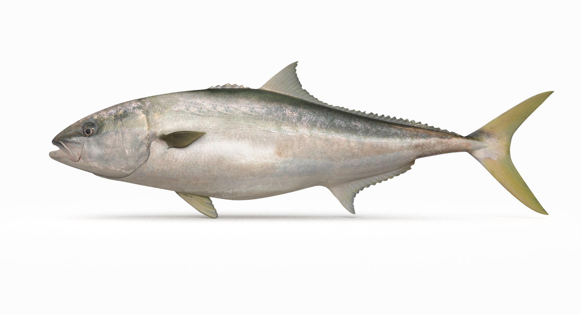 3D Yellowtail Pbr - TurboSquid 1263033