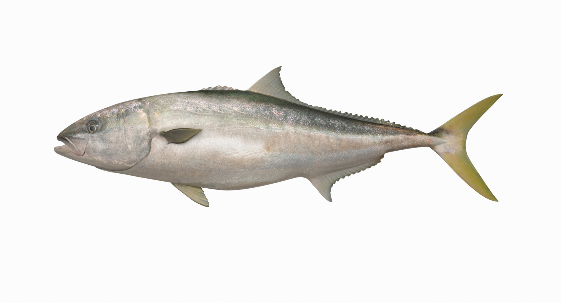 3D Yellowtail Pbr - TurboSquid 1263033