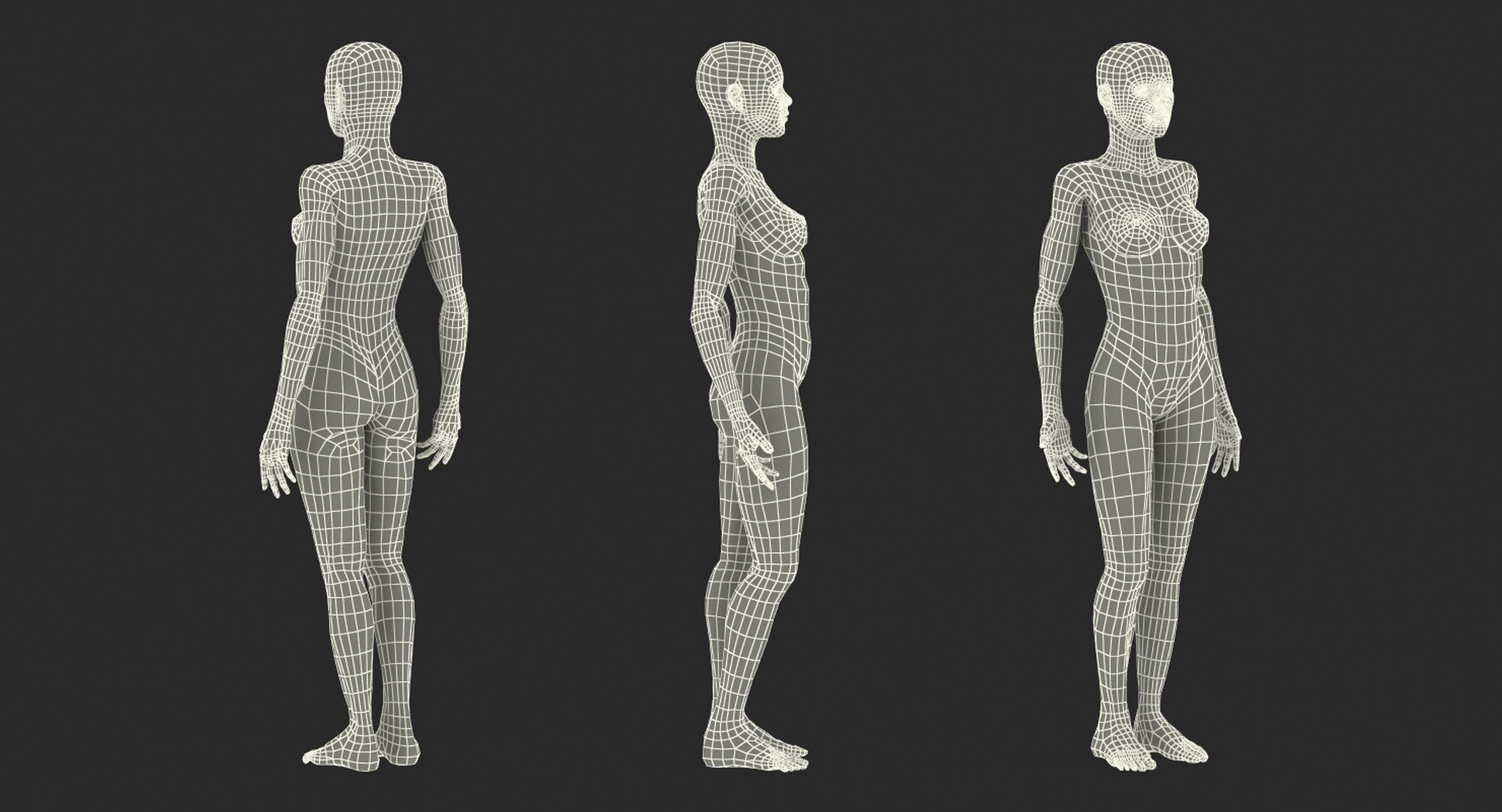 Female muscular anatomy rigged model - TurboSquid 1317306