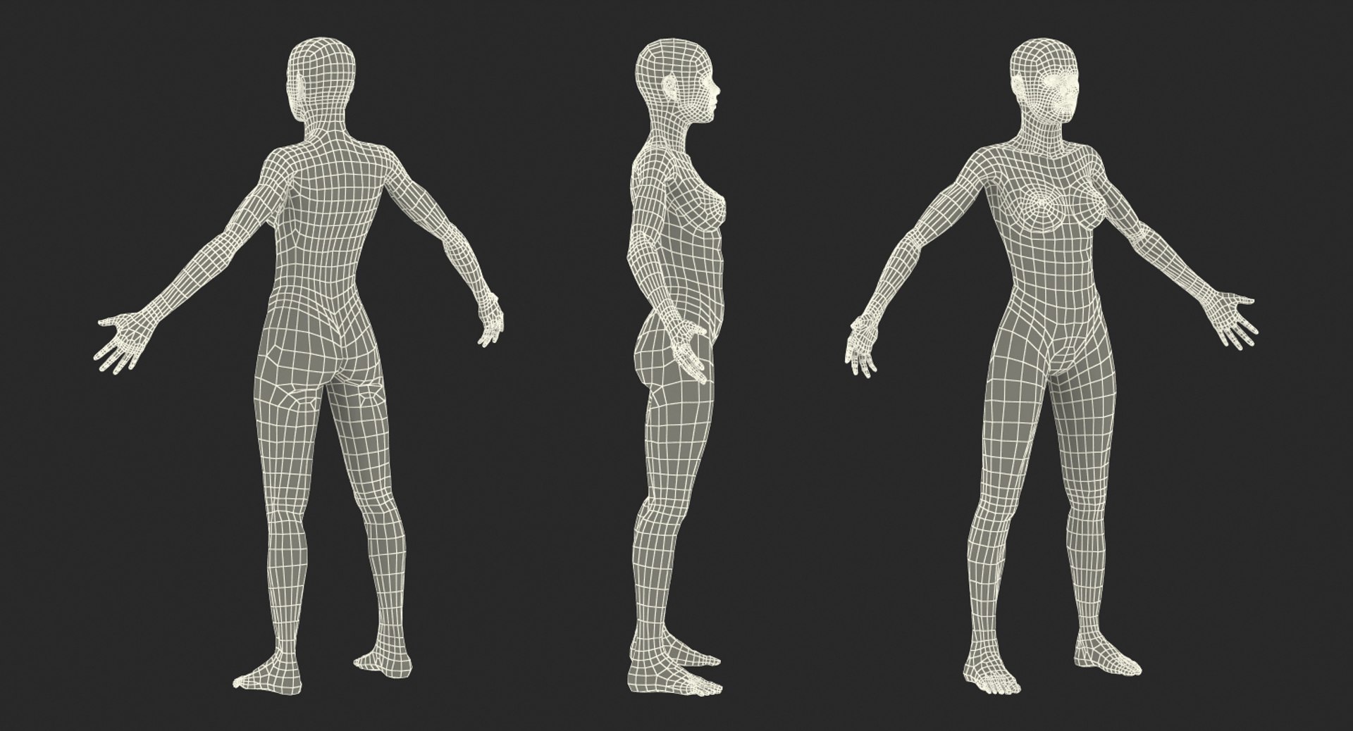 Female muscular anatomy rigged model - TurboSquid 1317306