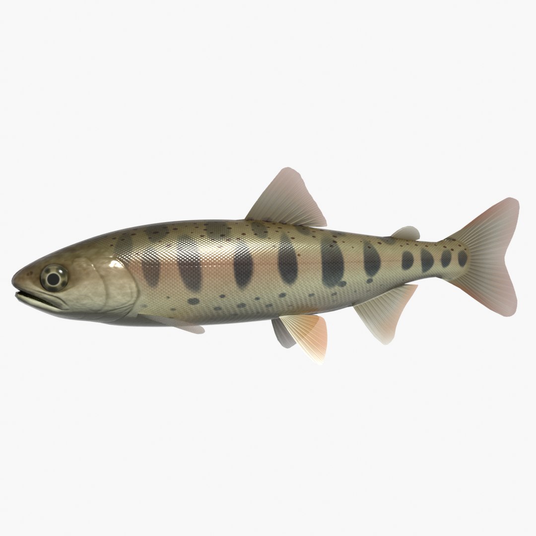 landlocked yamame 3ds