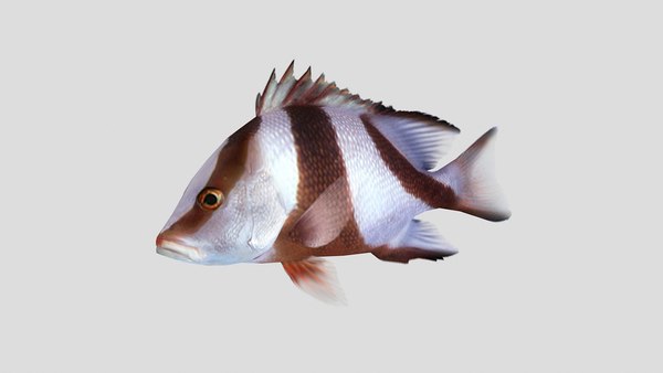 modelo 3d Emperador Red Snapper Fish - TurboSquid 1384322