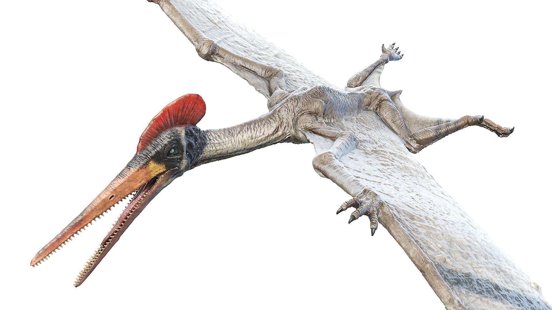 3D Model Pterodactyl Pterodactylus - TurboSquid 1667169