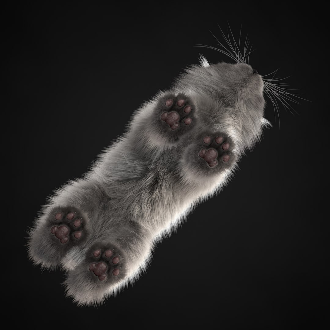 C4d Kitten White