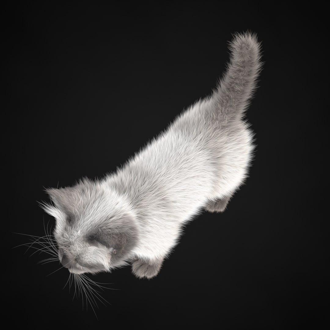 C4d Kitten White