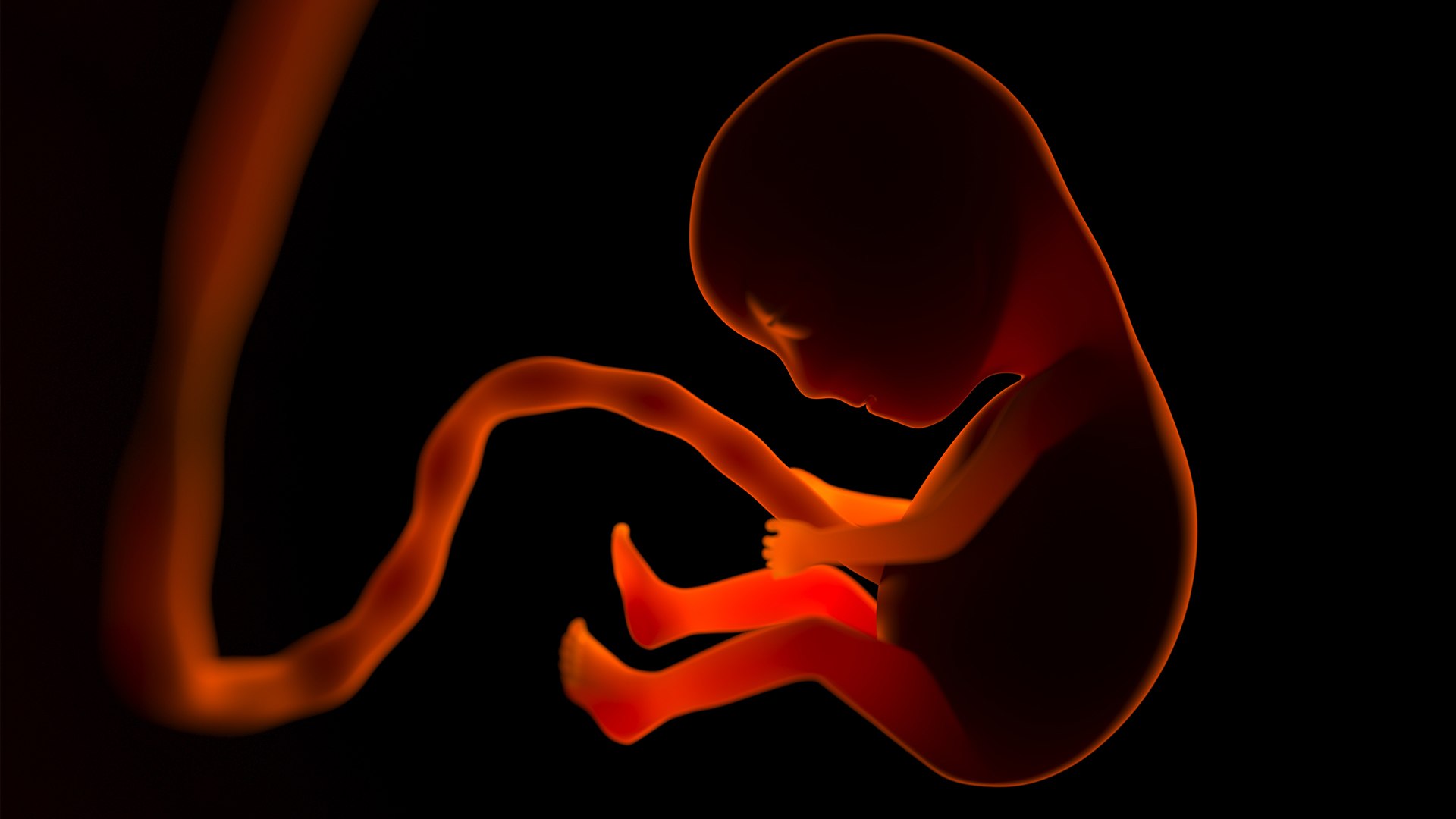 Embryo fetus baby model - TurboSquid 1657875