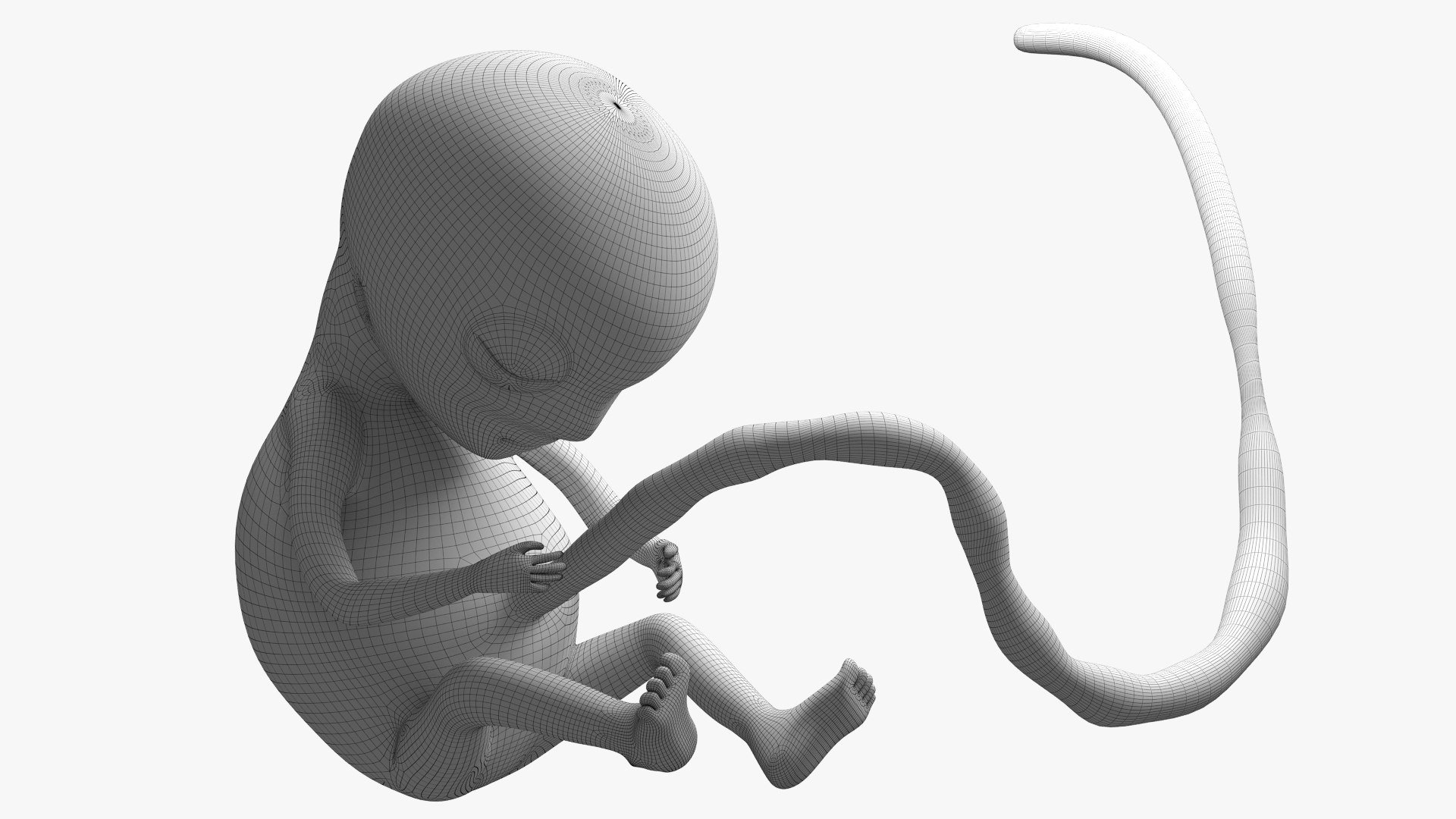 Embryo fetus baby model - TurboSquid 1657875