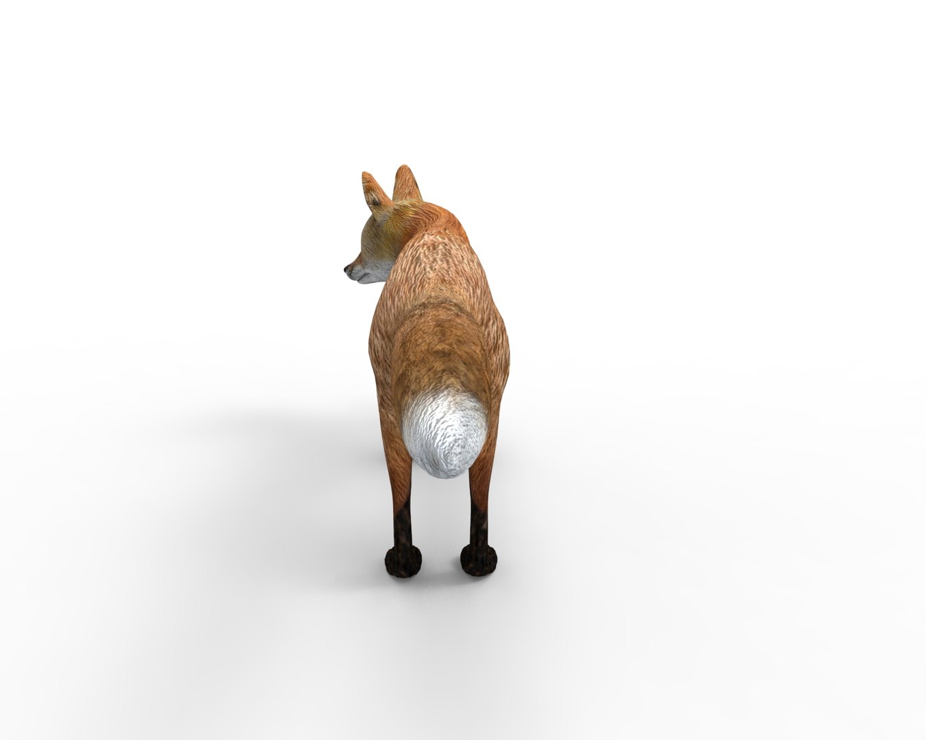 Fox Rigged 3D Model - TurboSquid 1205850