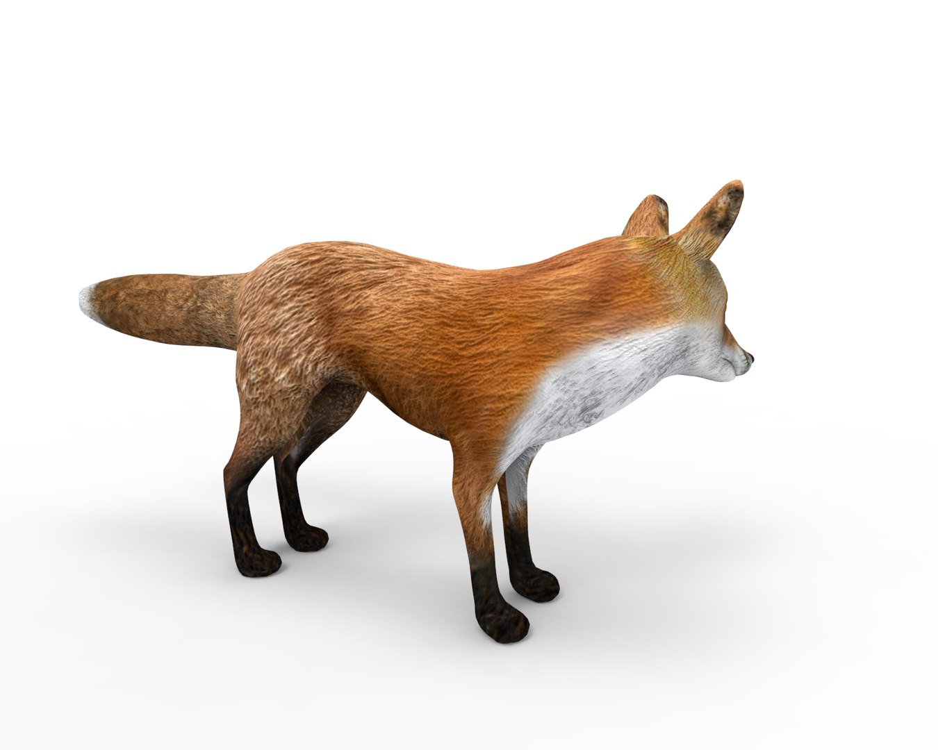 Fox Rigged 3D Model - TurboSquid 1205850