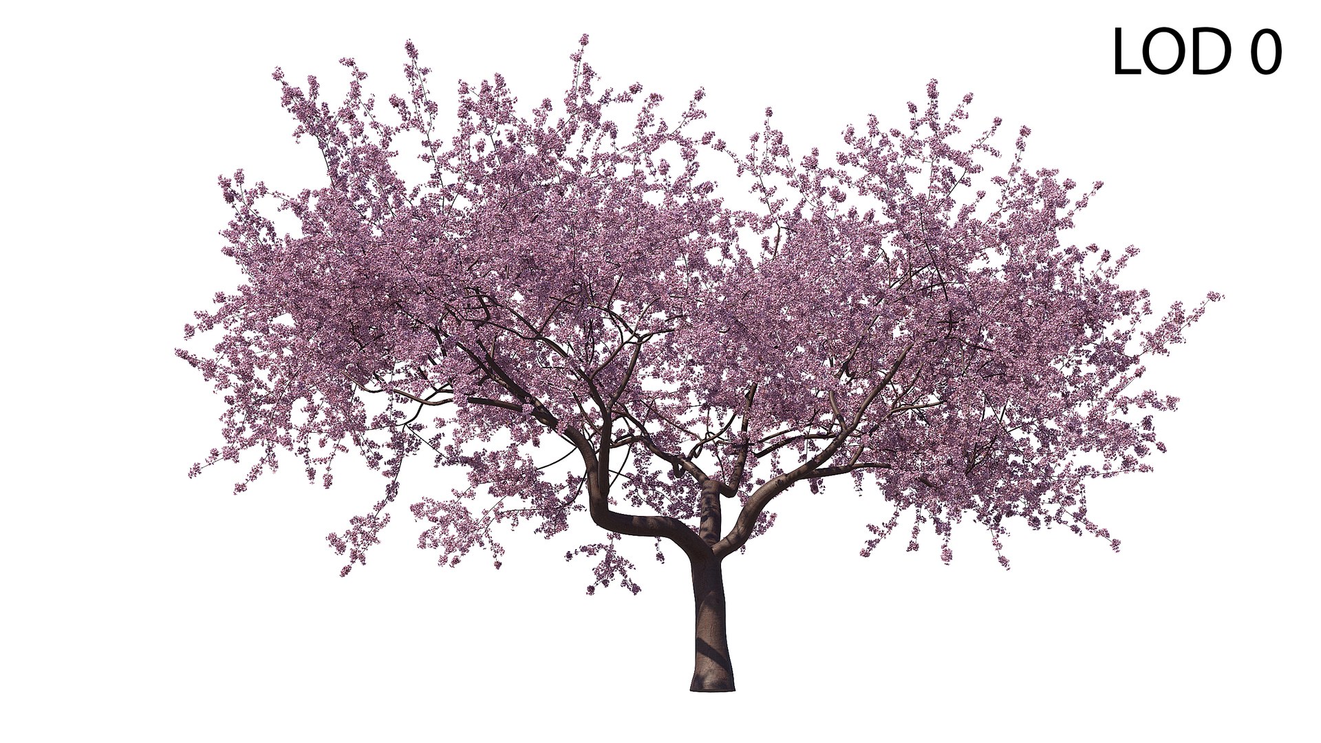 Sakura High Poly 07 3D Model - TurboSquid 2436824